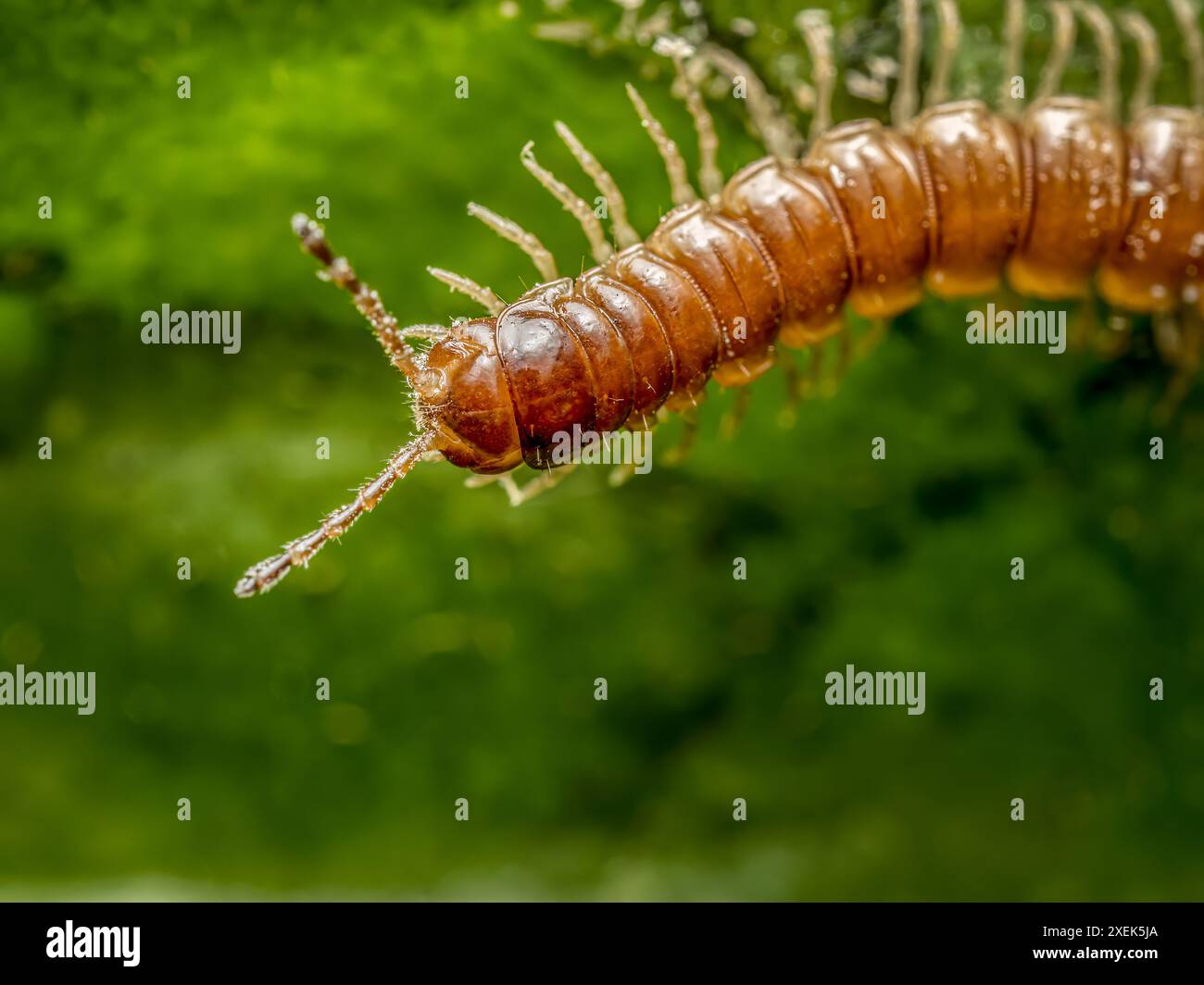 Centipedes arthropod hi-res stock photography and images - Alamy
