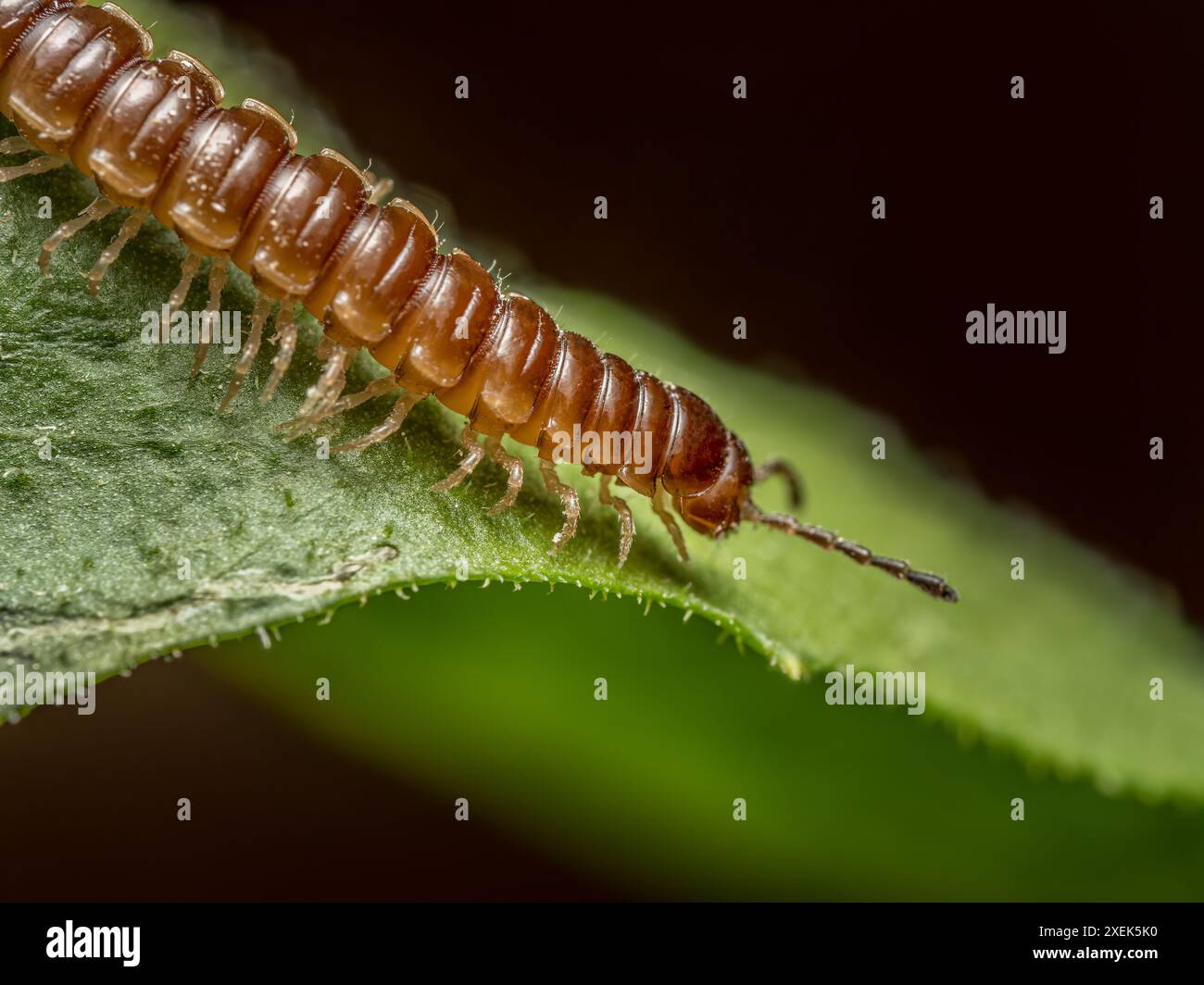 Garden centipedes hi-res stock photography and images - Alamy