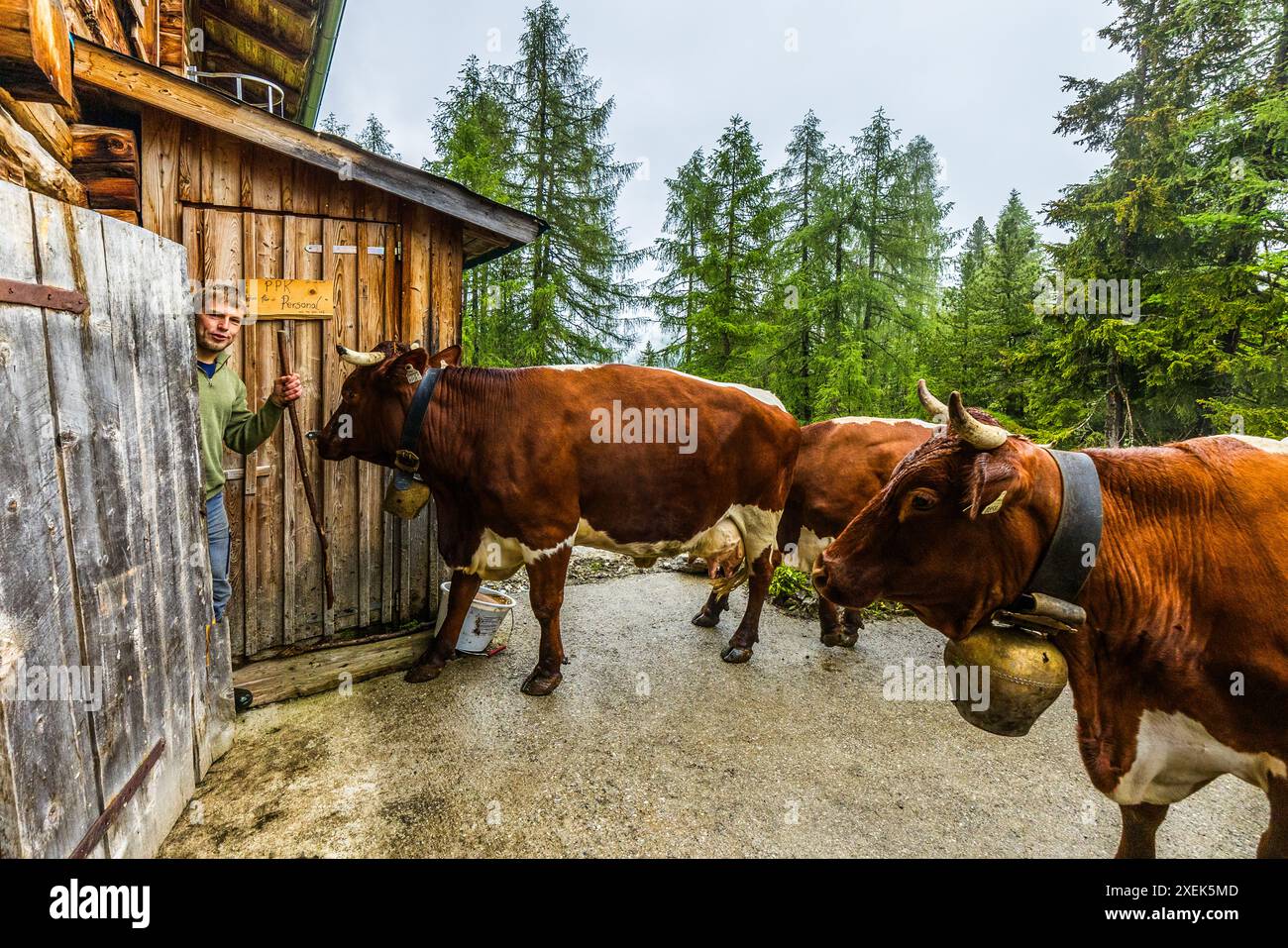 Alpine farmer Manfred Huber lets the first five of ten cows into the ...
