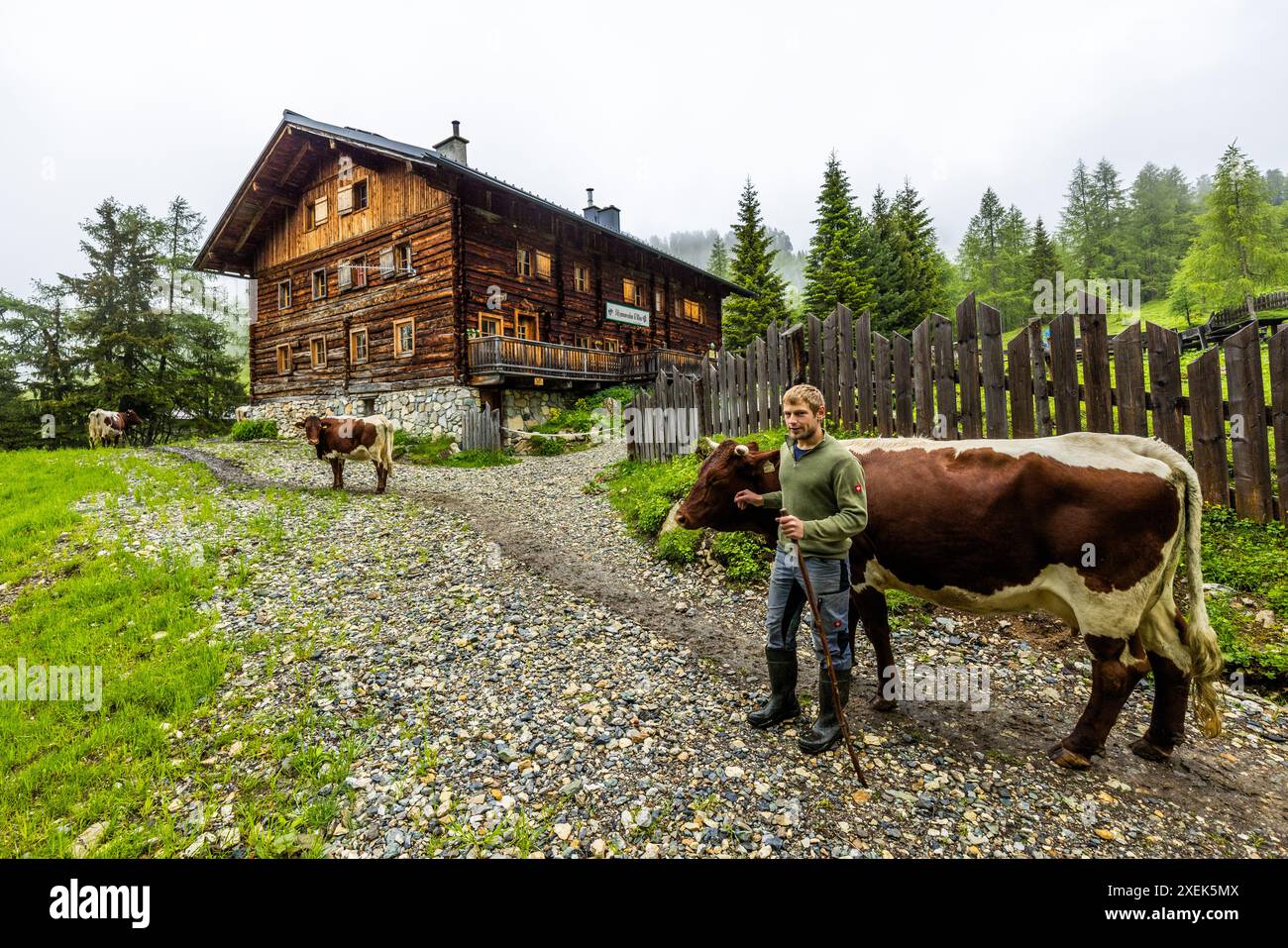 Alpine farmer Manfred Huber with a Pinzgauer cow. The breed is ...