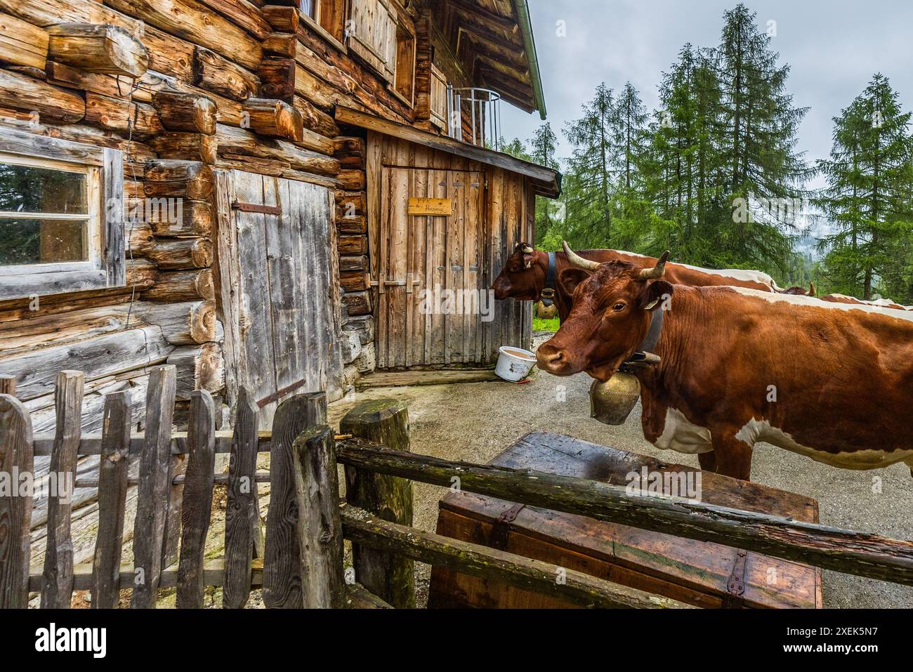 Two Pinzgau cows belonging to alpine farmer Manfred Huber waiting in ...