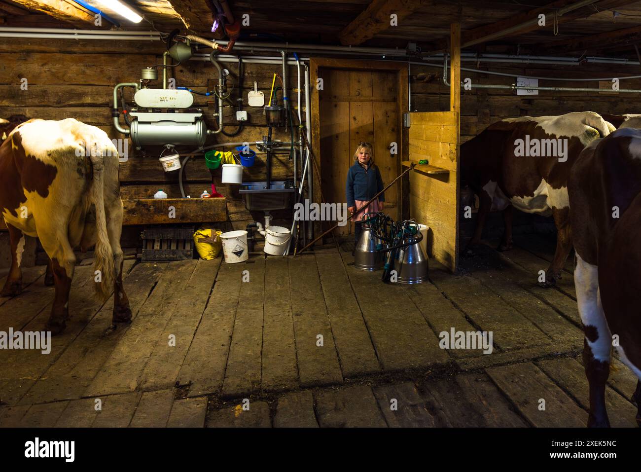 Milking stable in the Filzmoosalm. At just six years old, Magdalena ...