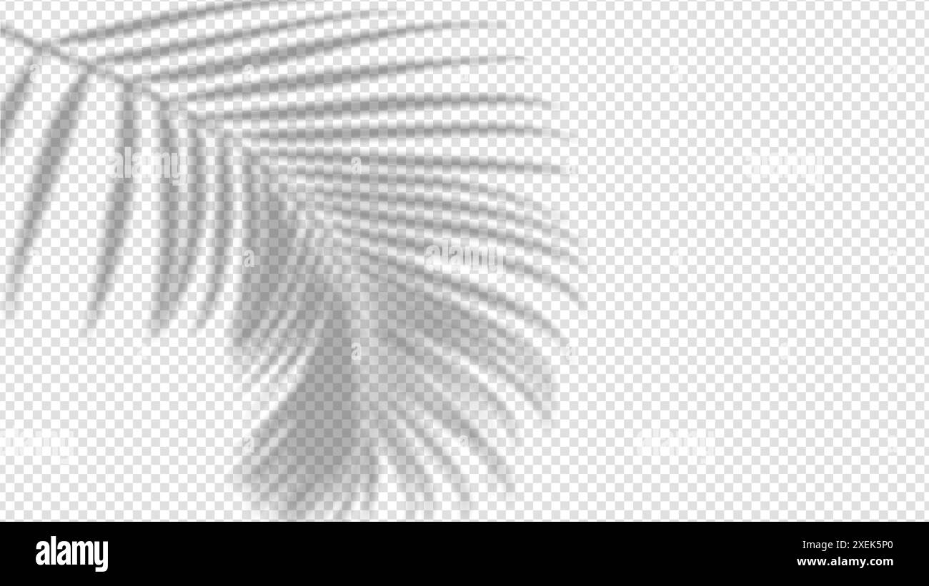 Shadow overlay from a palm tree branch isolated on a transparent ...