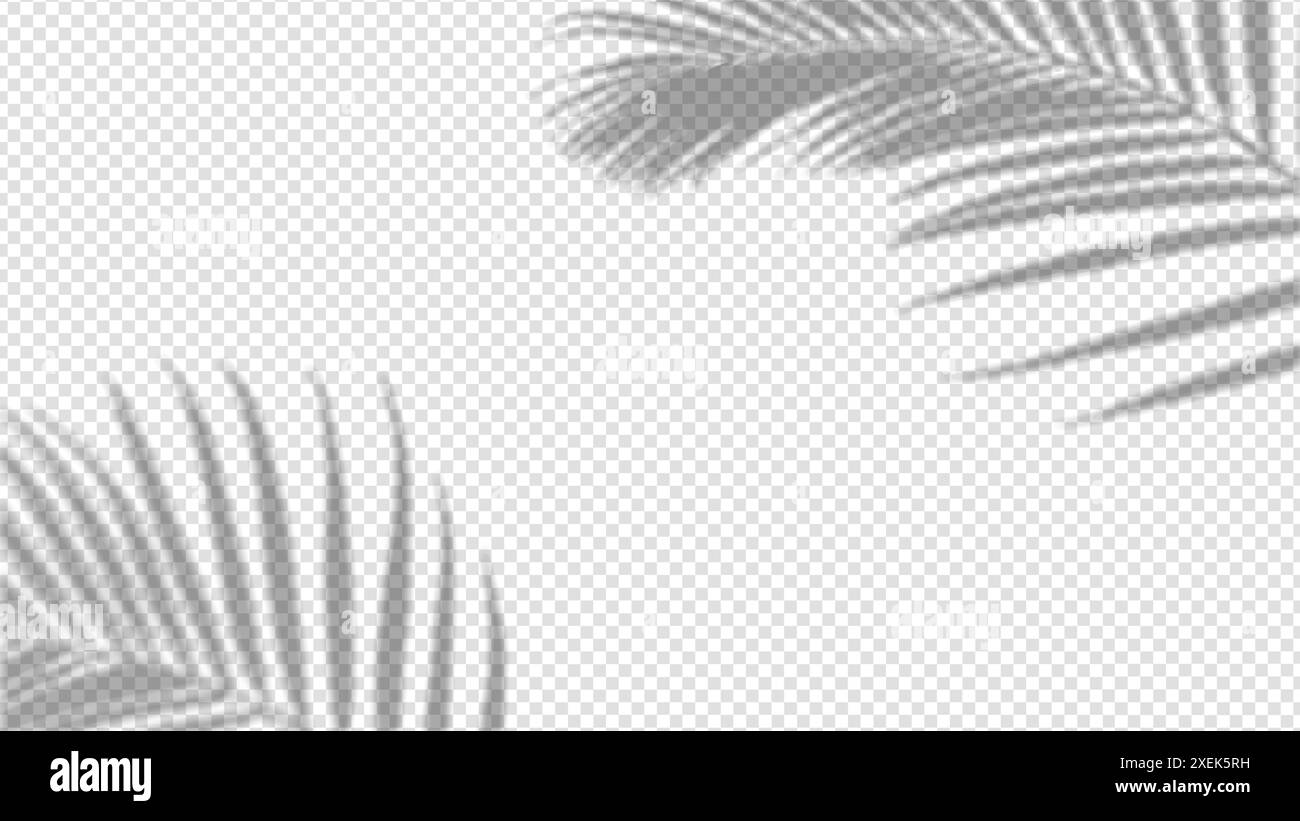 Shadow overlay from a palm tree branch isolated on a transparent ...