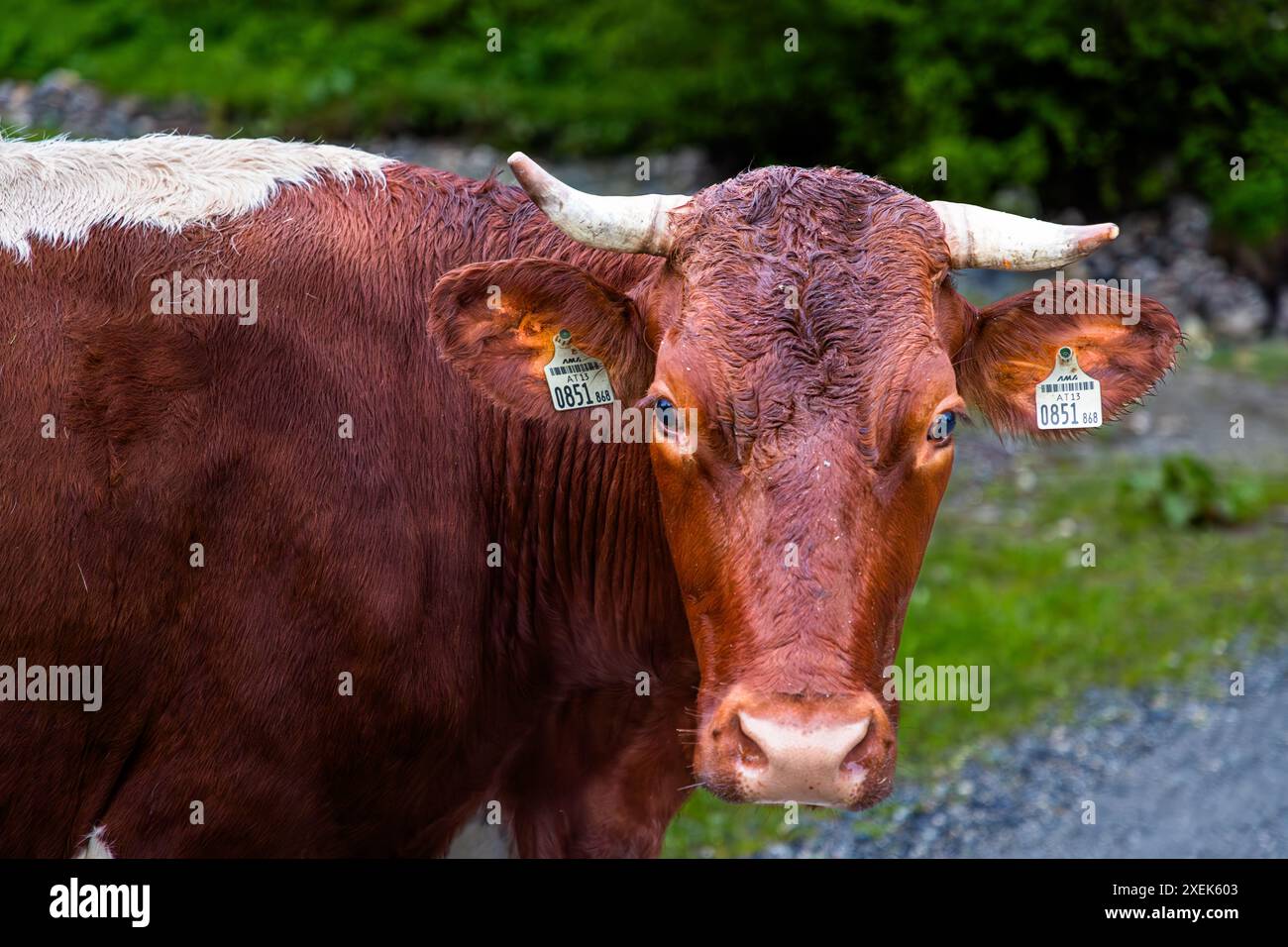 The cows are driven out hi-res stock photography and images - Alamy