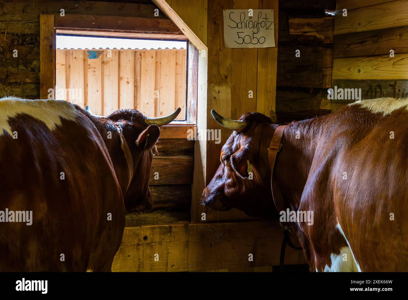 Two milking cows stay in hi-res stock photography and images - Alamy