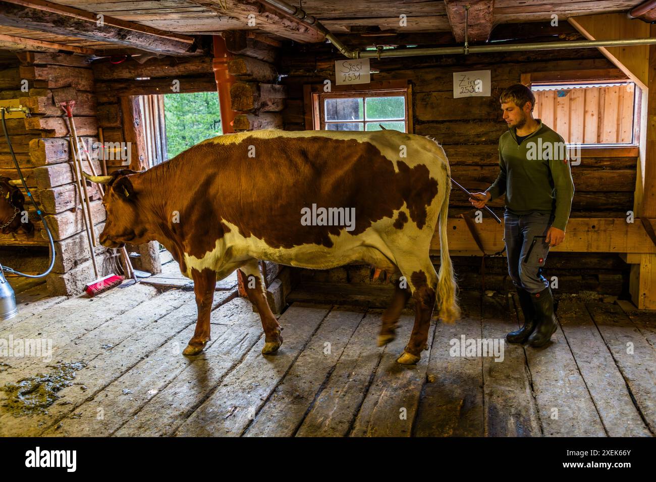 Farmer Manfred Huber drives one of his 10 Pinzgauers out of the barn ...