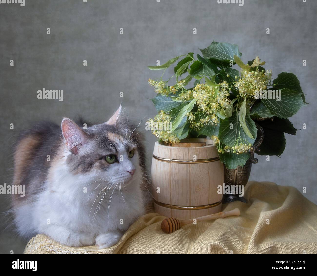 Curious cat and honey barrel with linden flowers Stock Photo - Alamy