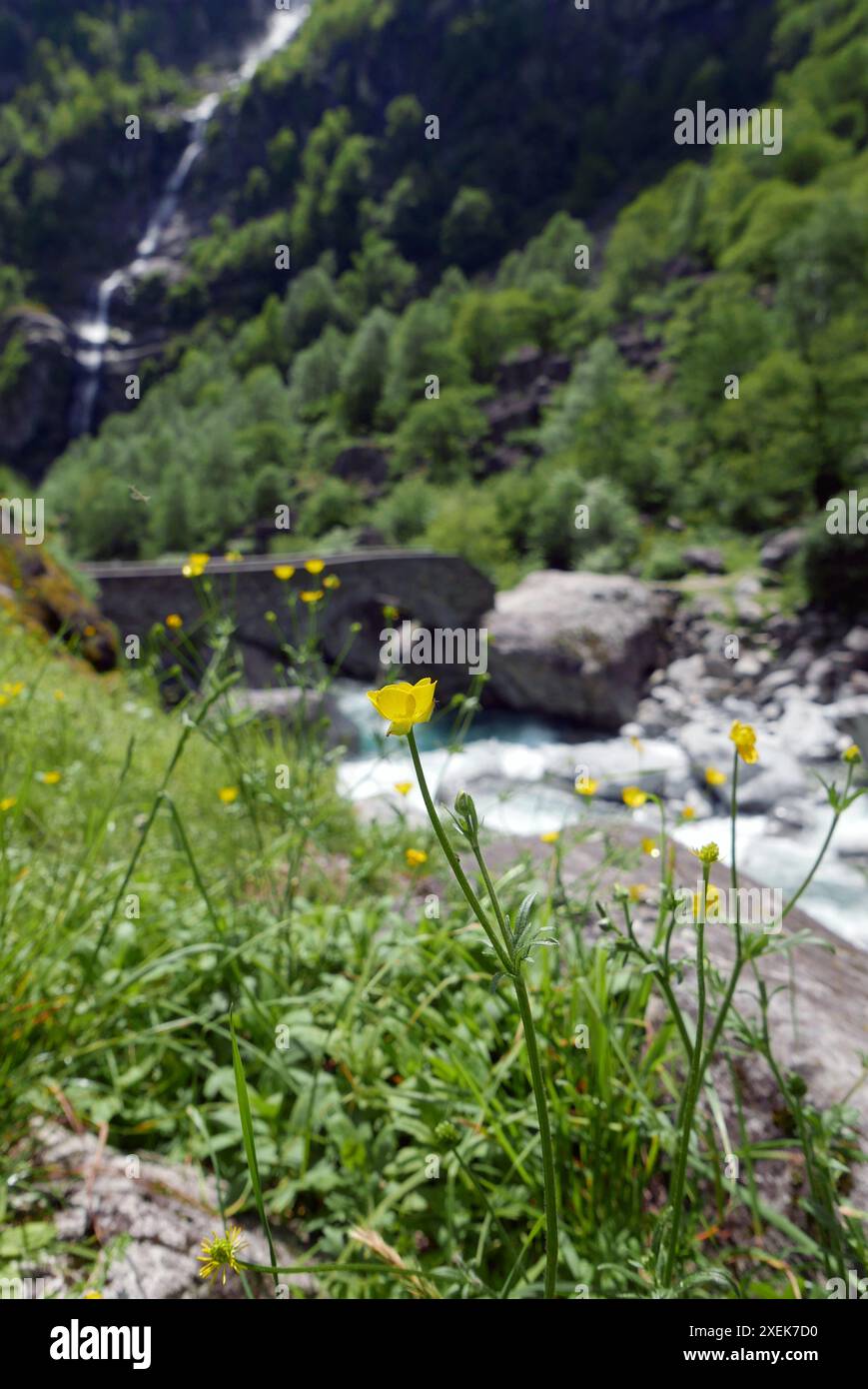 Bridge over valley switzerland mountain hi-res stock photography and ...