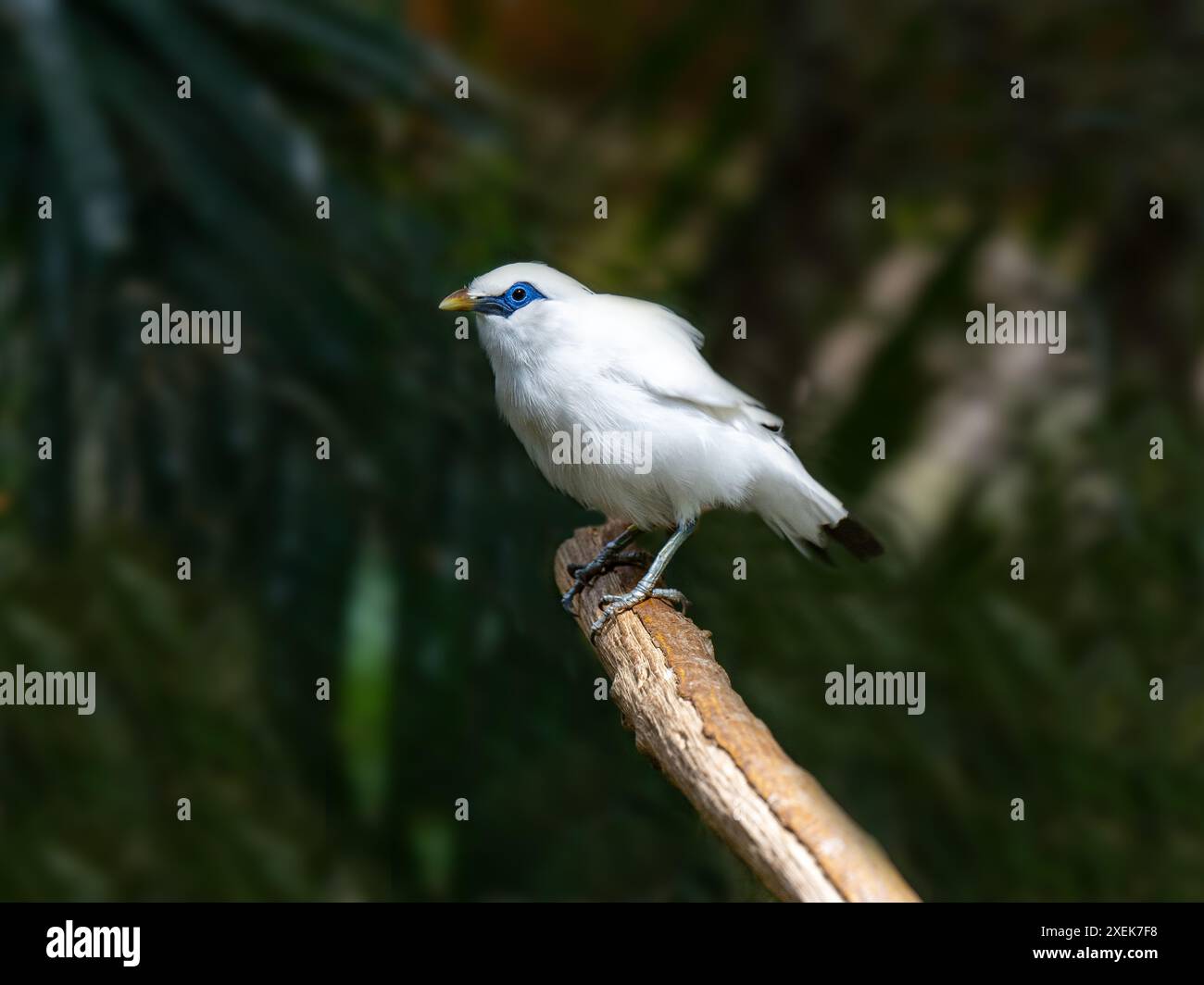 Bali Myna (Leucopsar rothschildi), native to Bali, Indonesia Stock ...