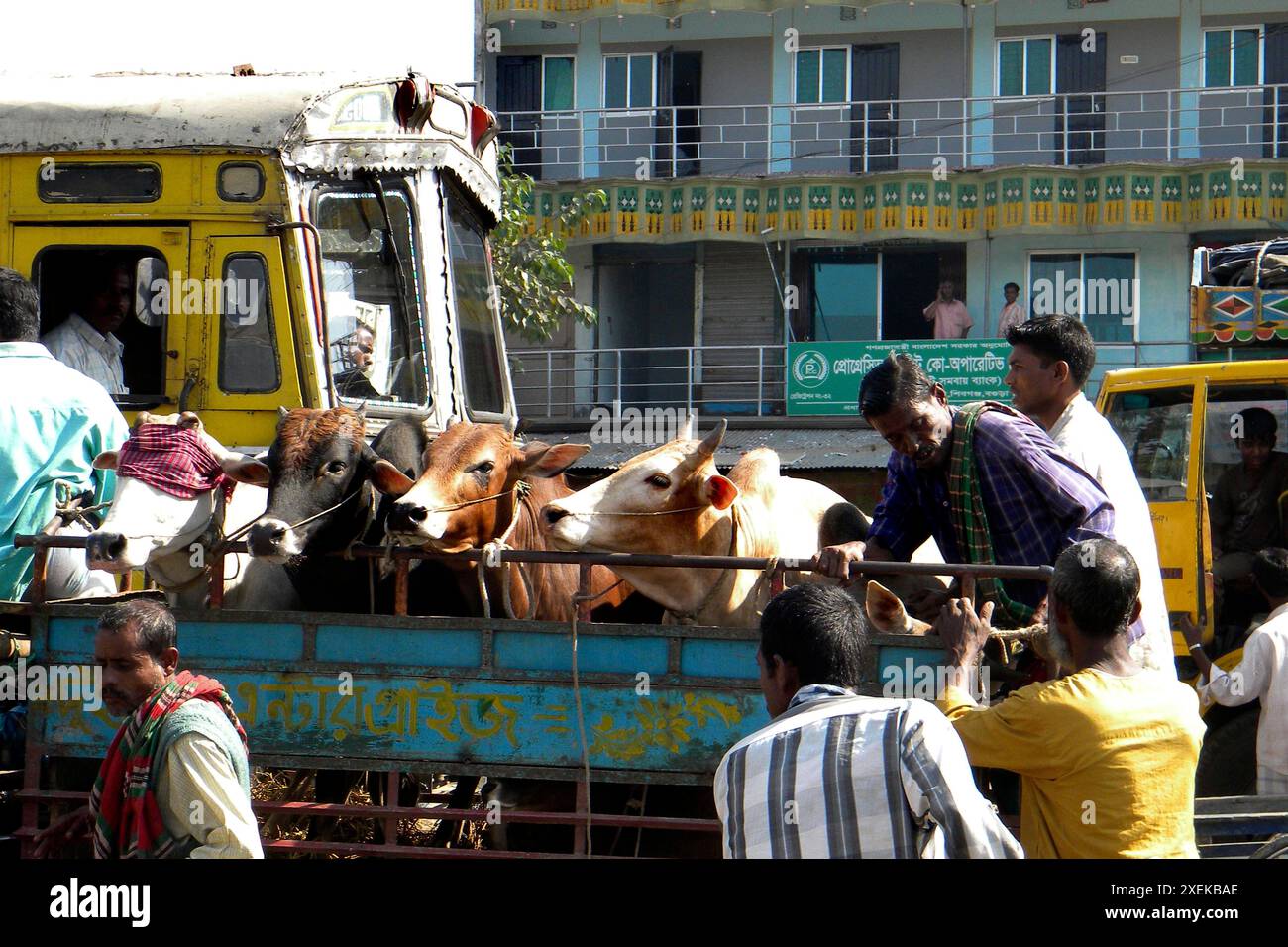 Bangladesh cow market hi-res stock photography and images - Alamy