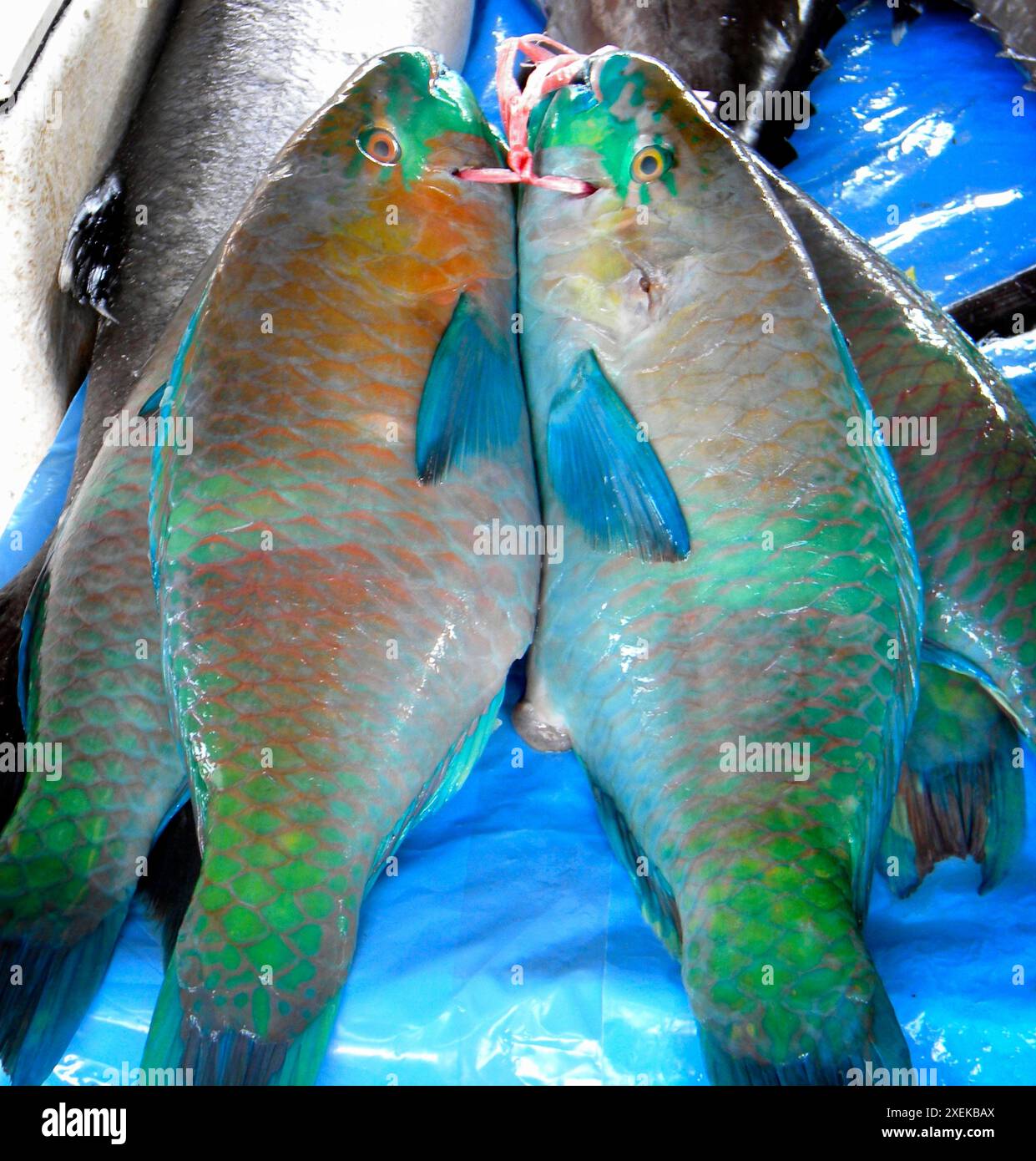 Fish Market. Jeddah. Saudi Arabia Stock Photo - Alamy