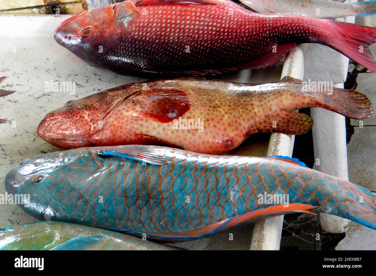 Fish Market. Jeddah. Saudi Arabia Stock Photo - Alamy