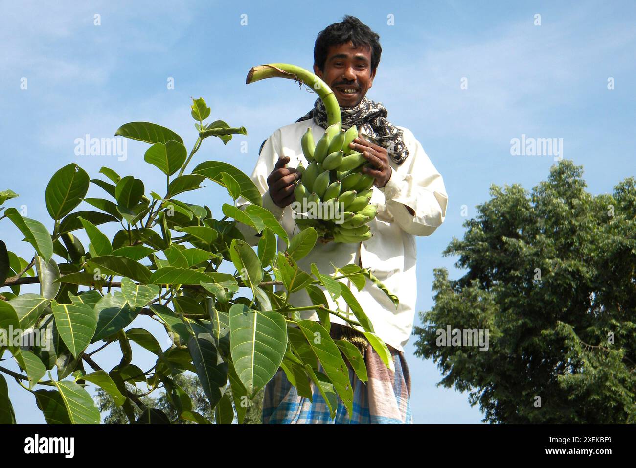 Bananas Cultivation. Chittagong. Bangladesh Stock Photo - Alamy
