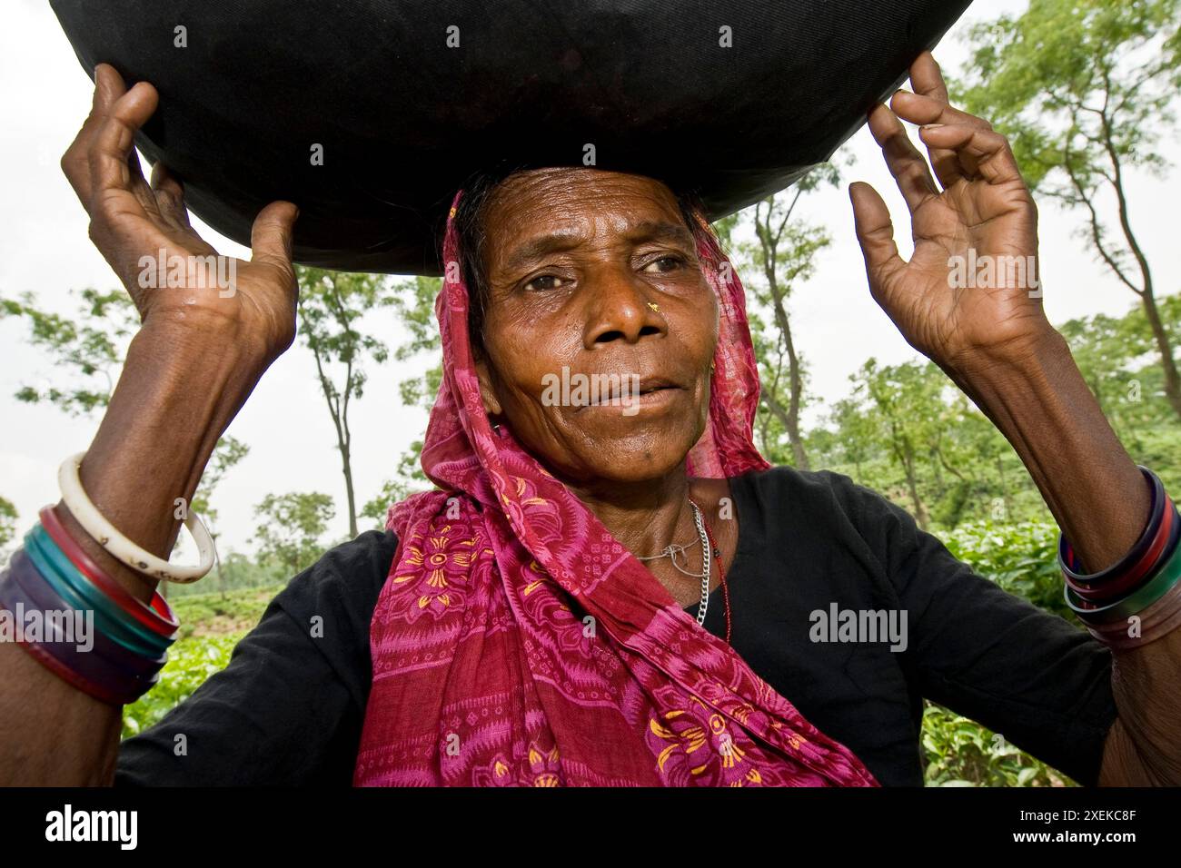 Srimangal hi-res stock photography and images - Alamy