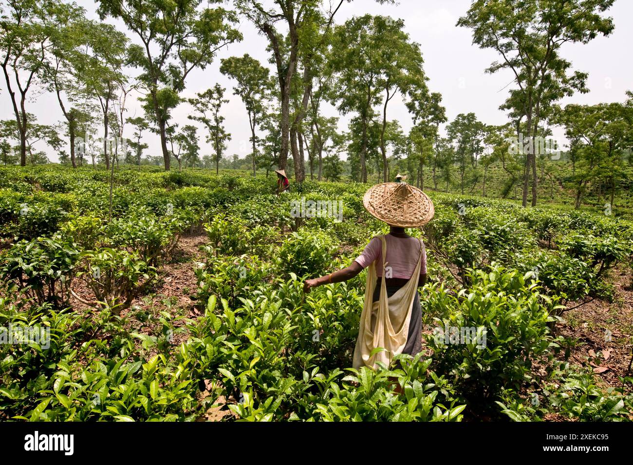 Srimangal hi-res stock photography and images - Alamy