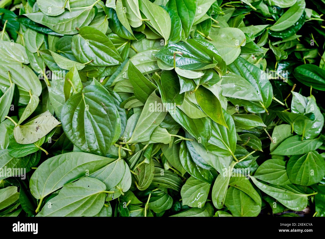 Betel farming hi-res stock photography and images - Alamy