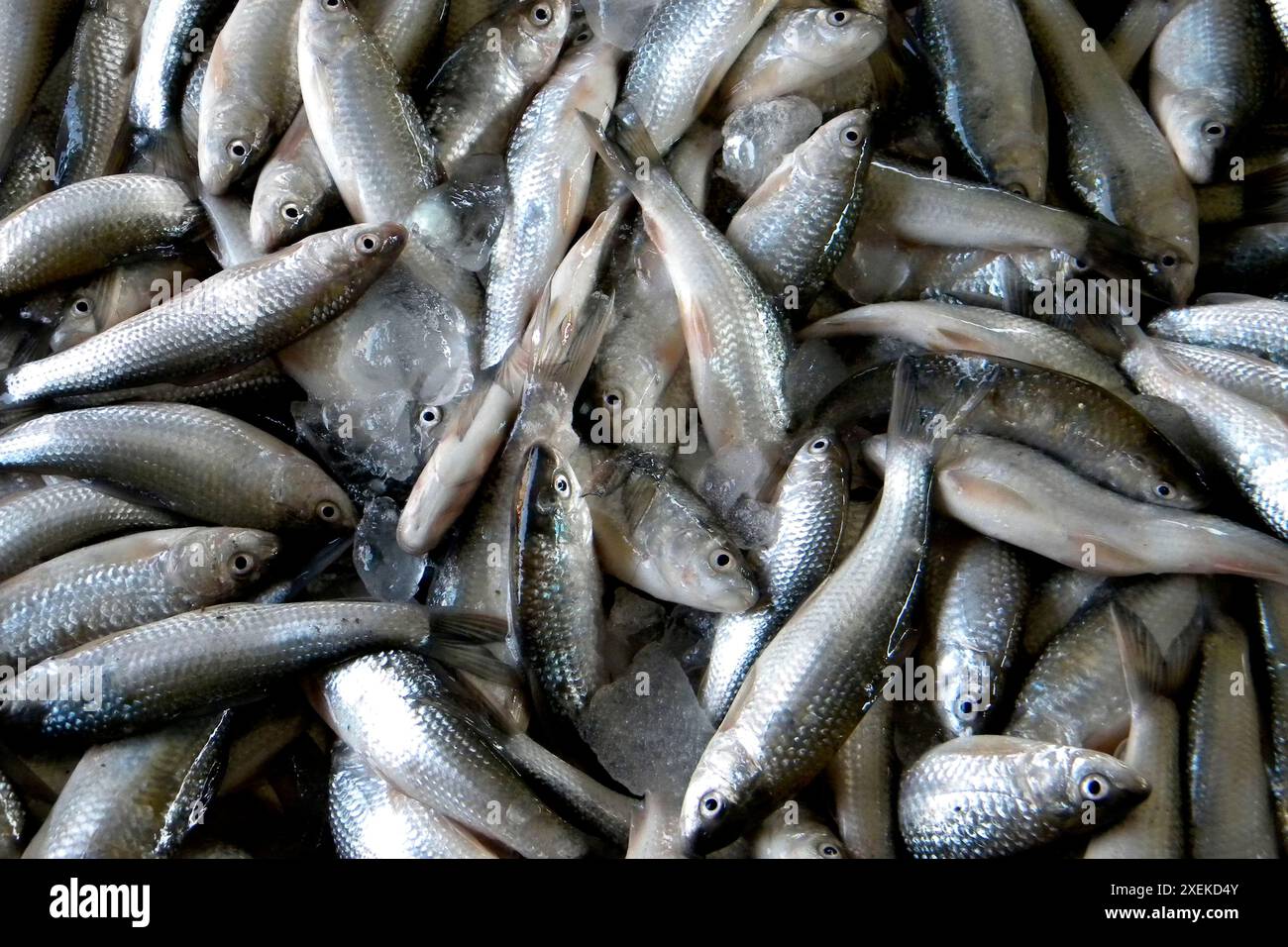 Fish Market. Dhaka. Bangladesh Stock Photo - Alamy
