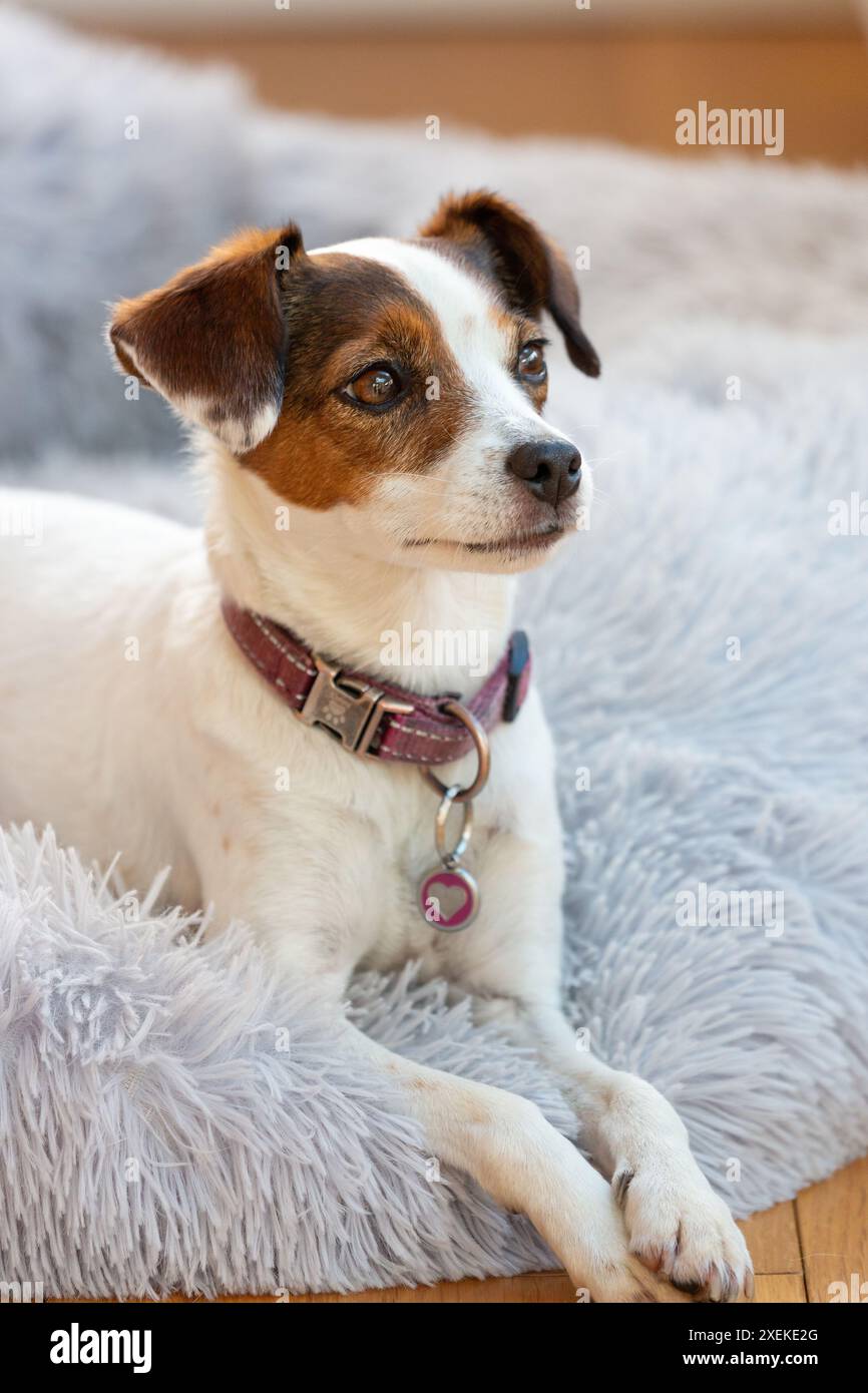 Cute jack hi-res stock photography and images - Alamy