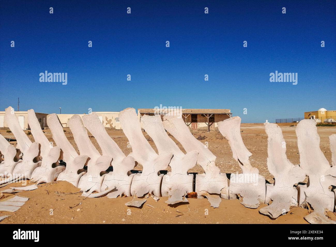Mauritania, Iwik, Iouik, whale skeleton Stock Photo - Alamy