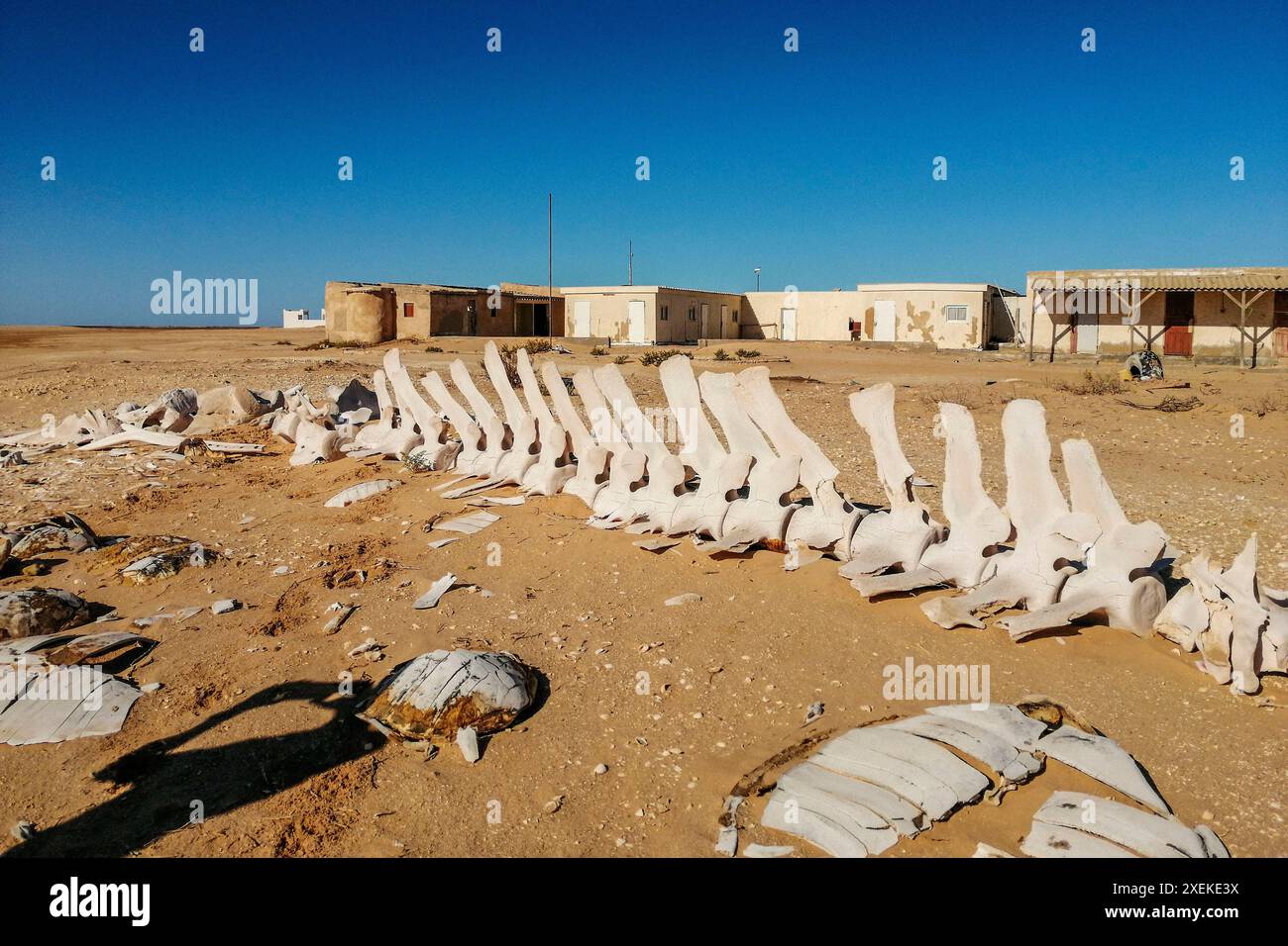 Mauritania, Iwik, Iouik, whale skeleton Stock Photo - Alamy
