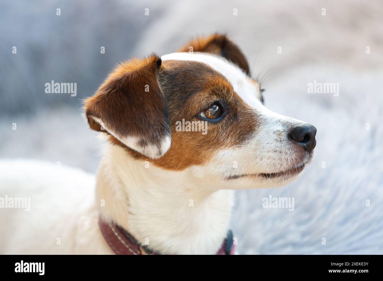Portrait of a cute Jack Russell Dog Stock Photo - Alamy