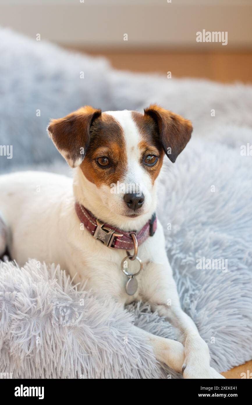 Cute jack hi-res stock photography and images - Alamy