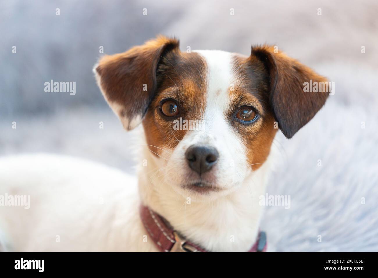 Jack russell dog hi-res stock photography and images - Alamy