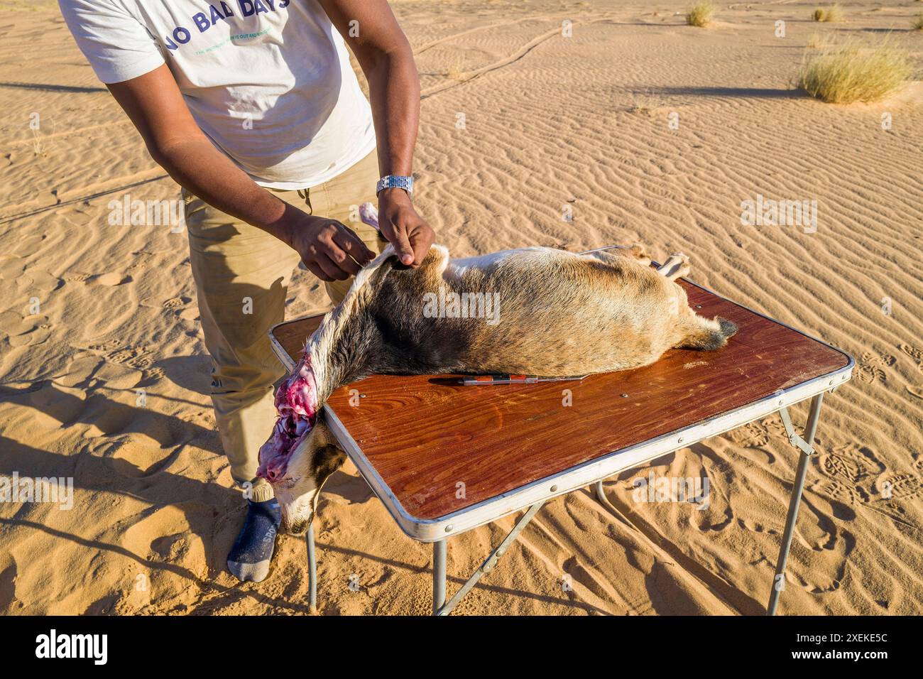 Mauritania, surroundings of Chami, traditional ritual of goat slaughter ...