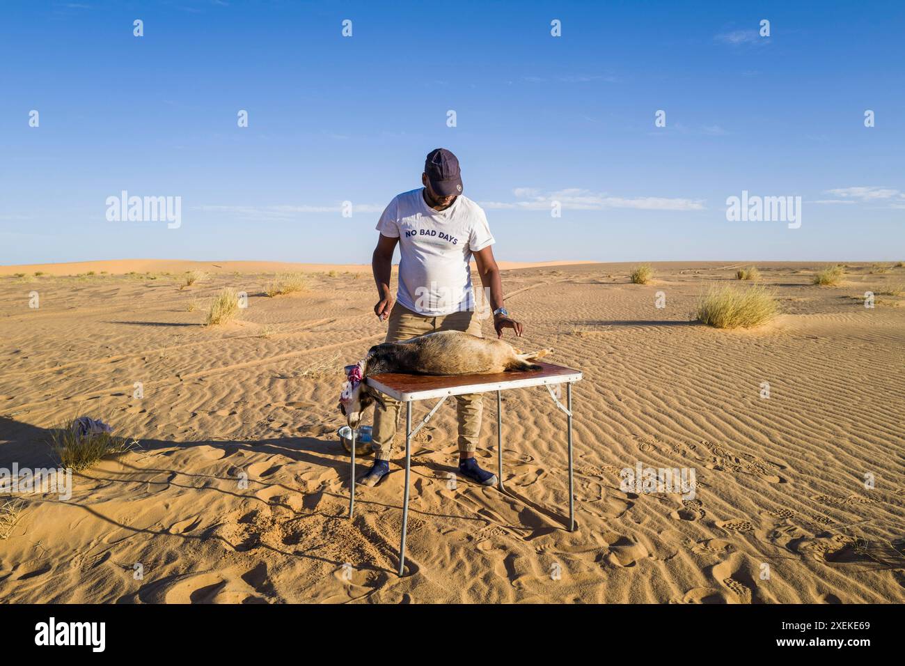 Mauritania, surroundings of Chami, traditional ritual of goat slaughter ...