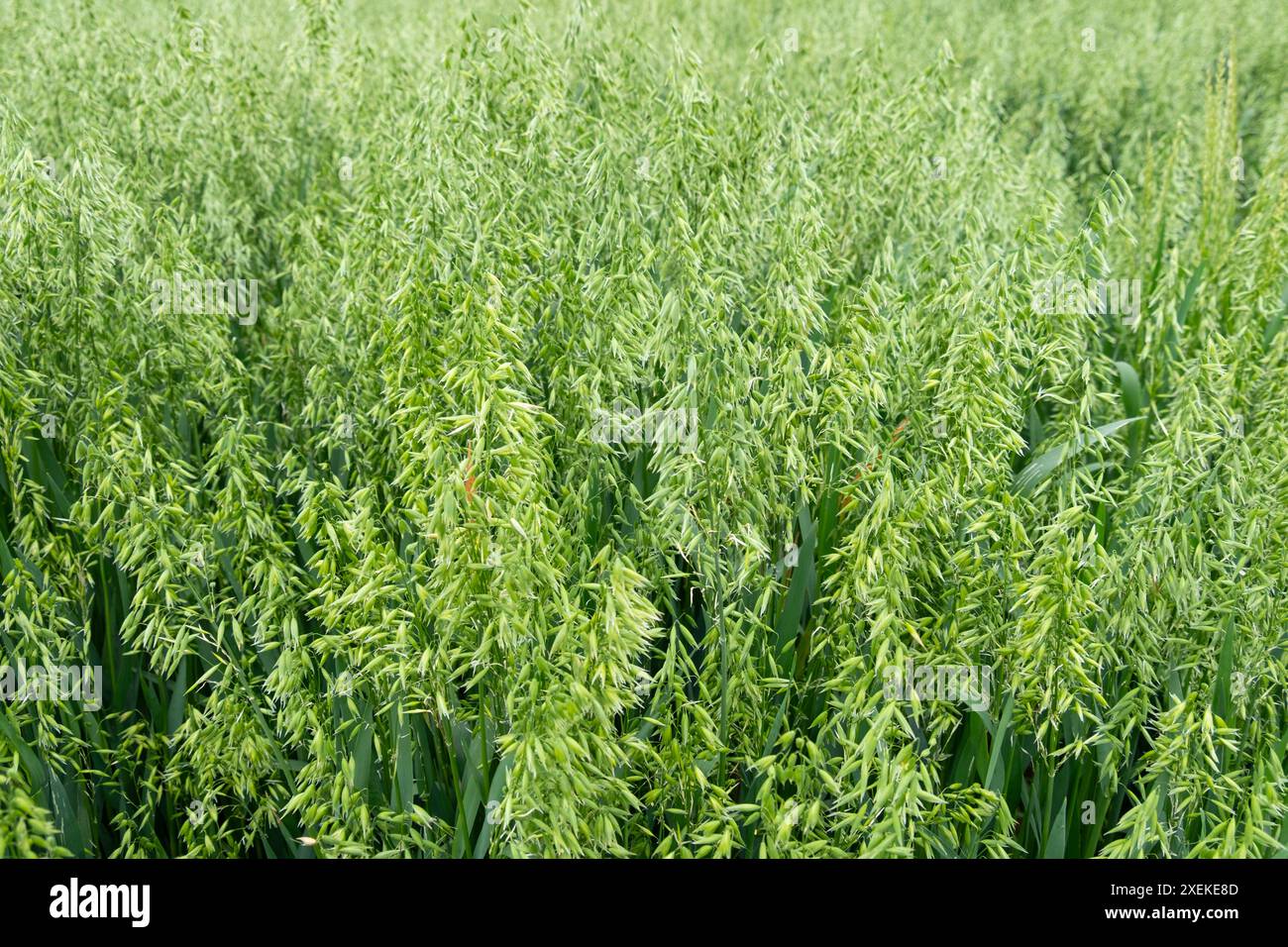 lush field young oats swaying in breeze, ripening crop diligent farmer ...