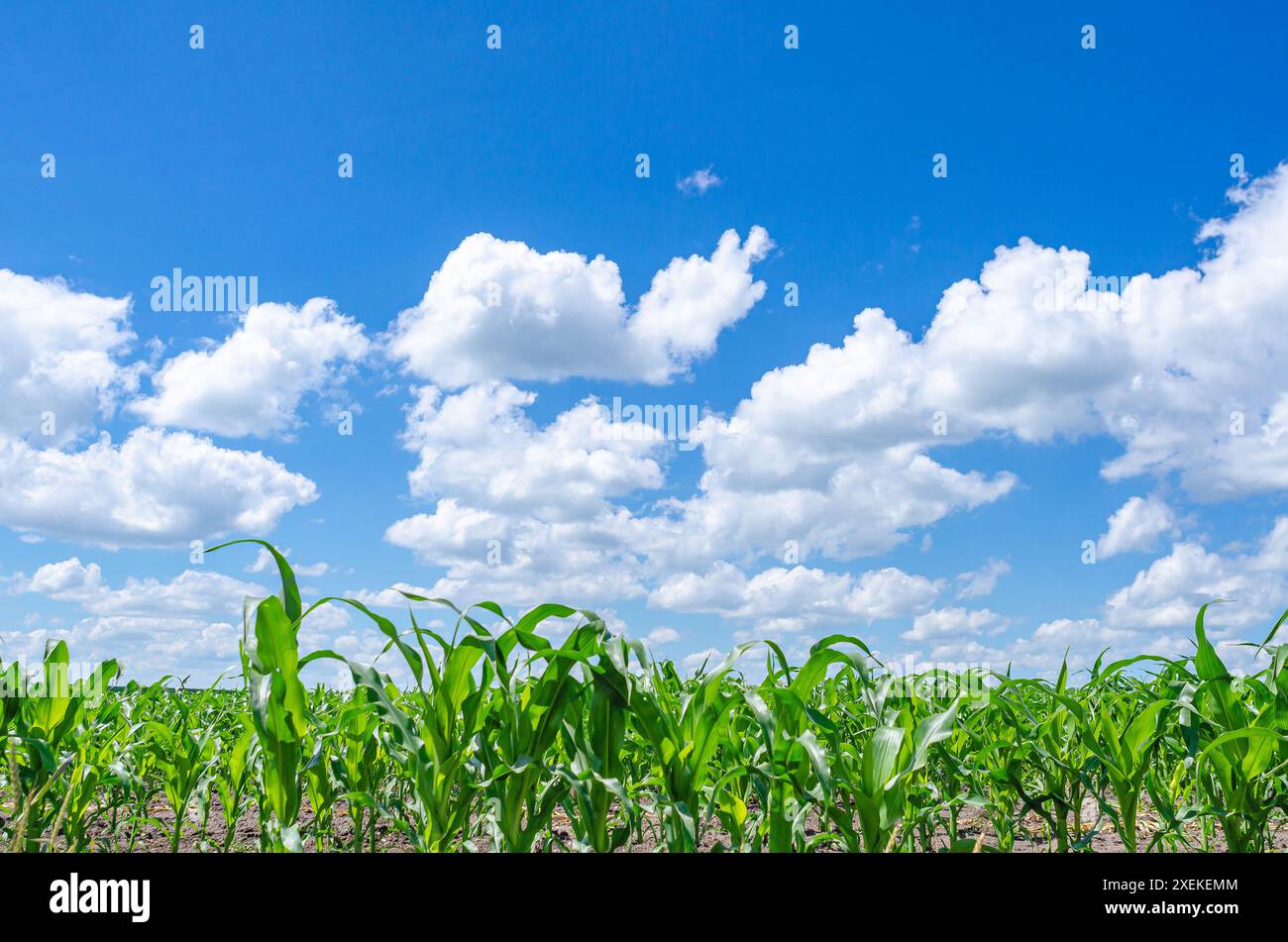Summer corn field. Tall corn plants in the field, green leaves, stem. Blue sky with white clouds ...