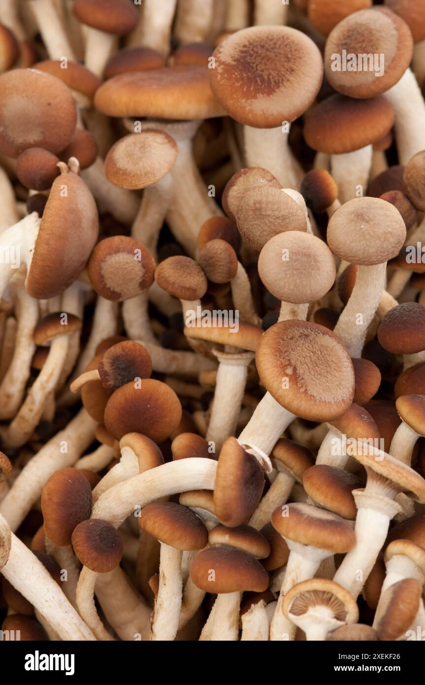 Mushroom Agrocybe Aegerita Stock Photo - Alamy
