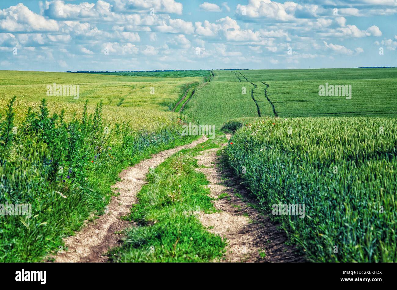Winding country road among wild colorful flowers. Rural view with ...