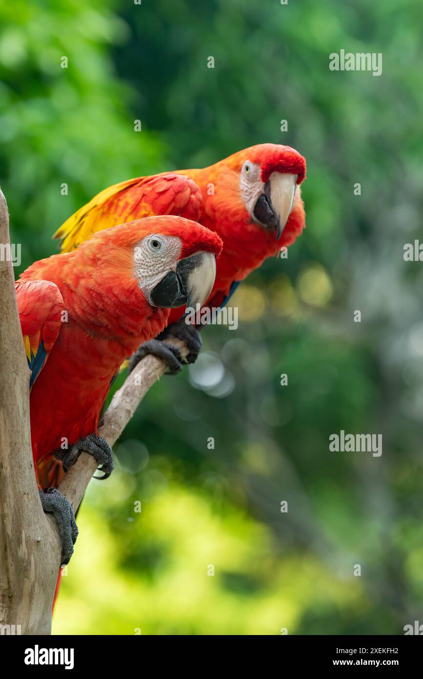 Scarlet macaw (Ara macao) is a large yellow, red and blue Neotropical ...