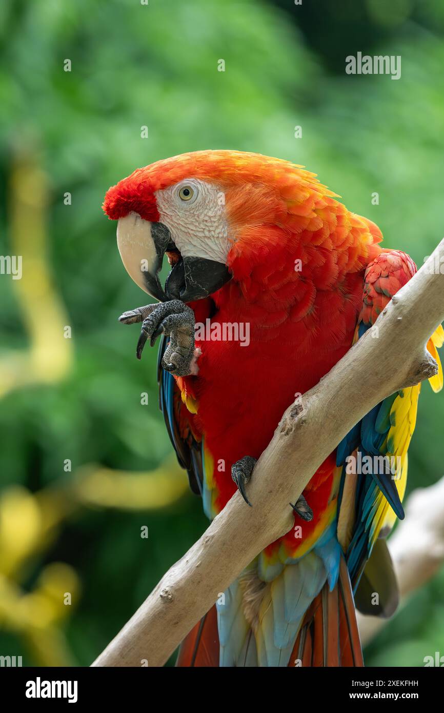 Scarlet macaw (Ara macao) is a large yellow, red and blue Neotropical ...
