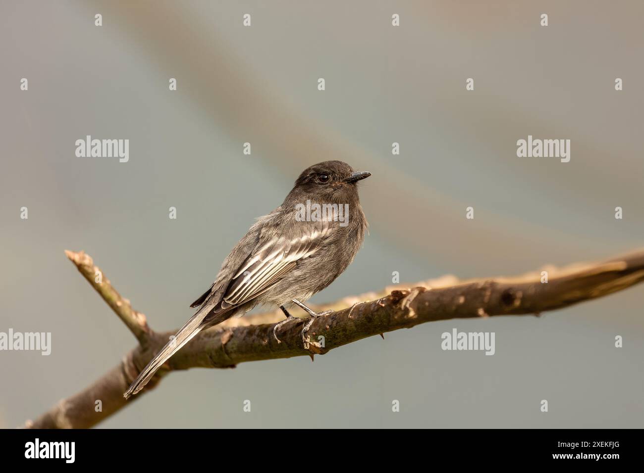 Black phoebe (Sayornis nigricans), passerine bird in the tyrant ...