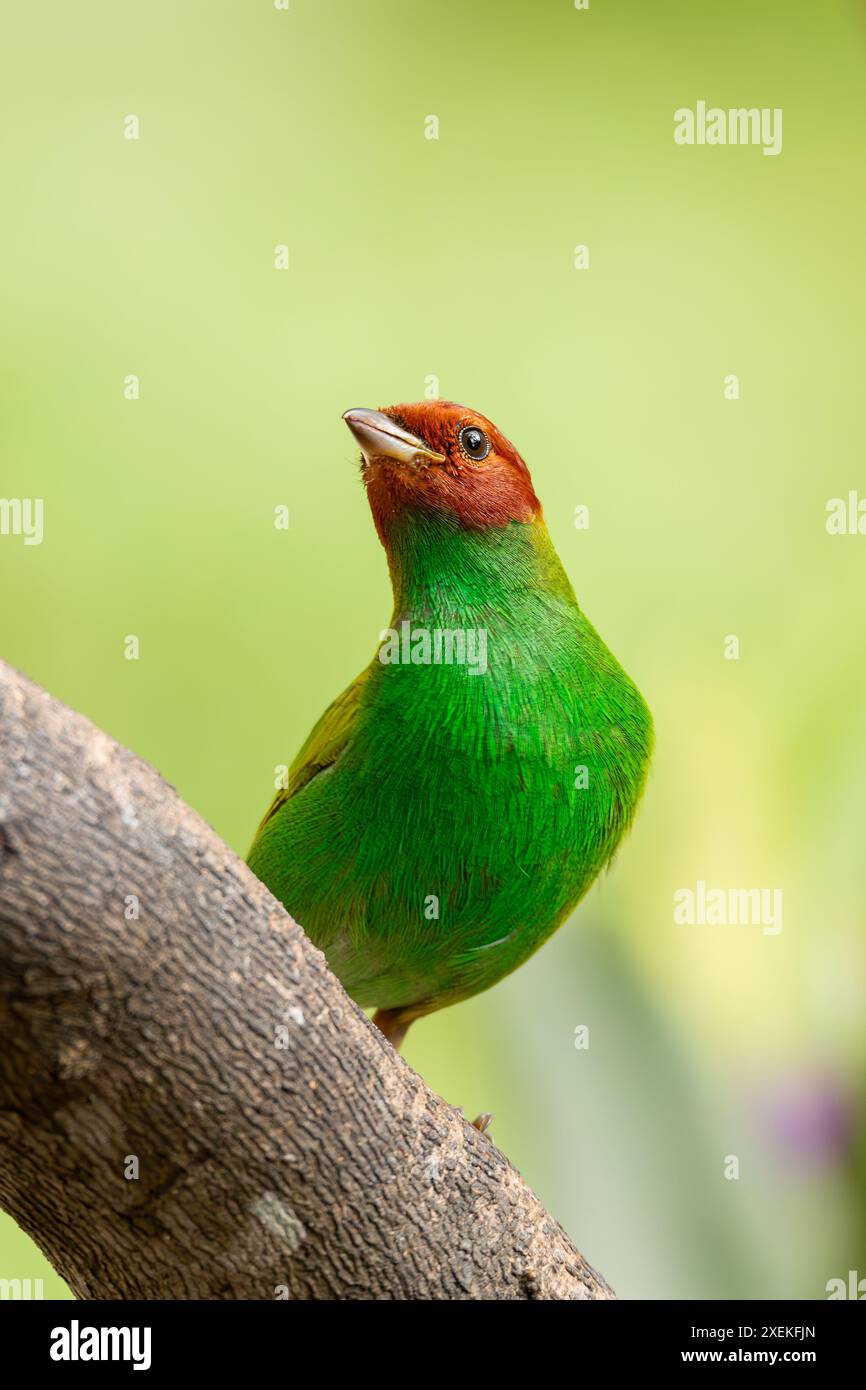 Bay-headed tanager (Tangara gyrola), medium-sized passerine bird. Minca ...