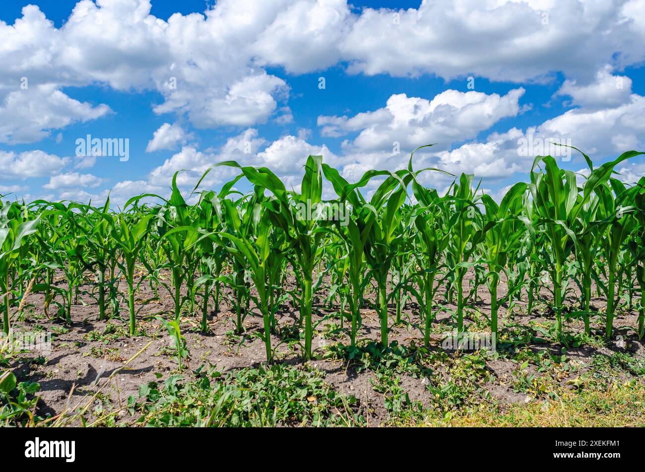 Tall corn hi-res stock photography and images - Alamy