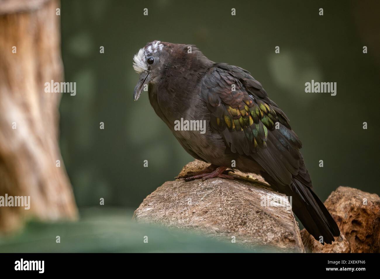New Guinea Bronzewing pigeon - Henicophaps albifrons, large beautiful ...
