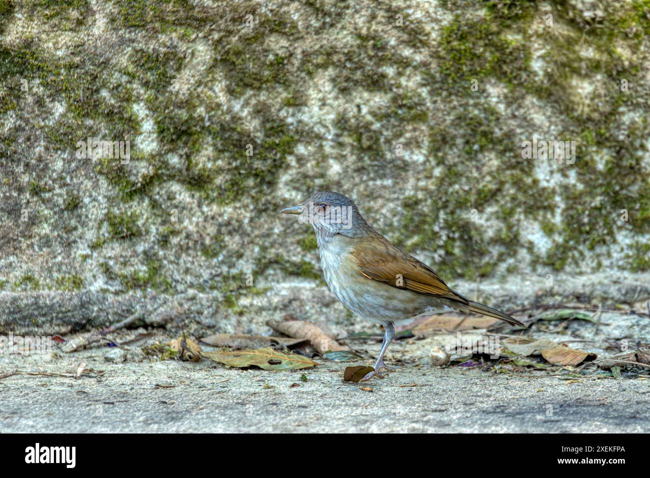 Pale-breasted thrush (Turdus leucomelas) is a species of bird in the ...