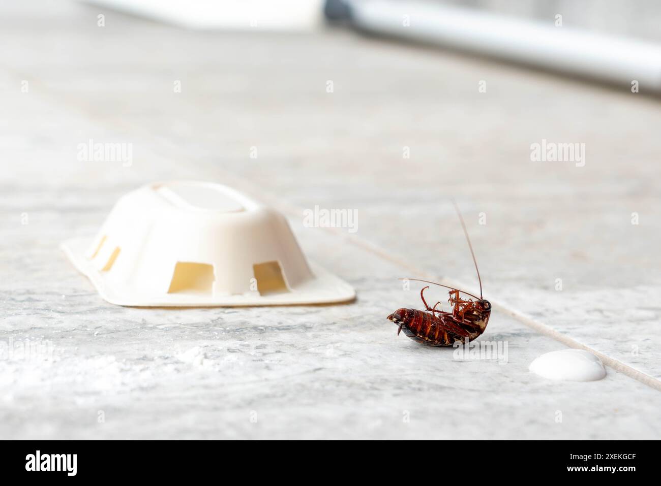 The effect of poison on a cockroach. Concept of insect control Stock ...