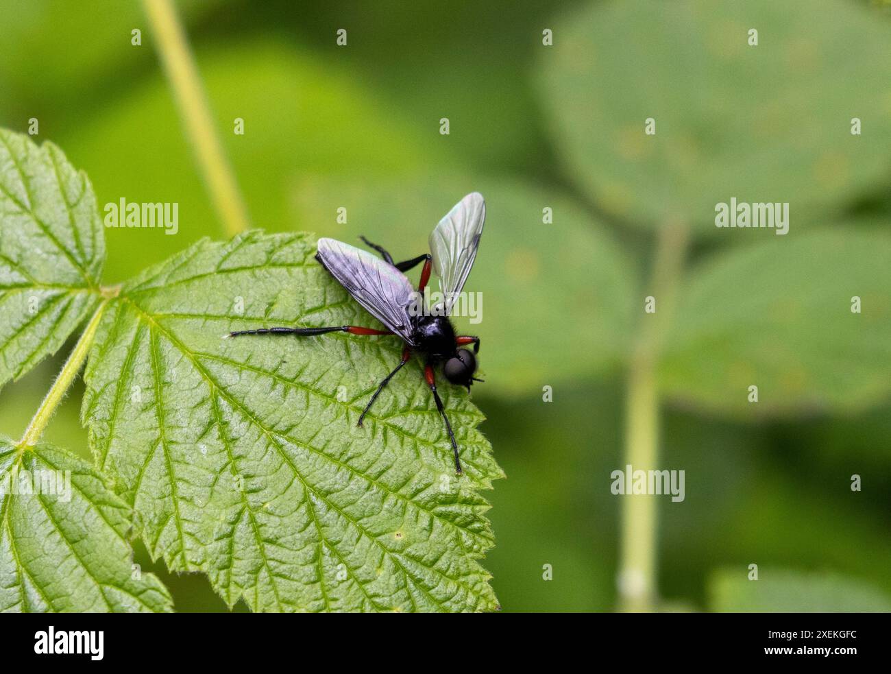 Bibio species fly on leaf Stock Photo - Alamy