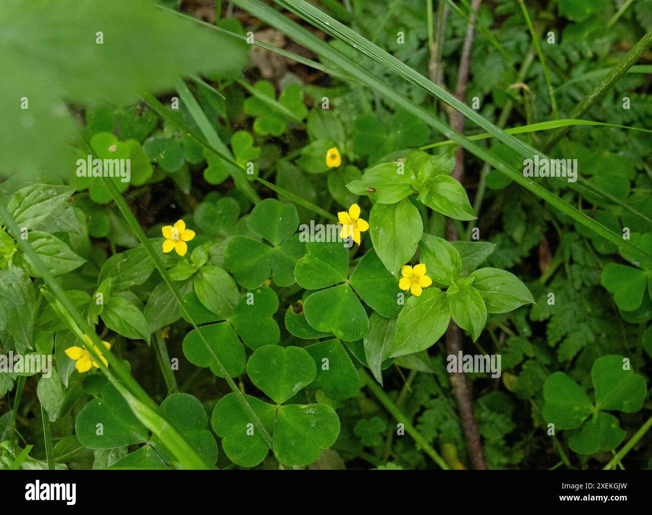 Yellow Pimpernel wildflower Stock Photo - Alamy