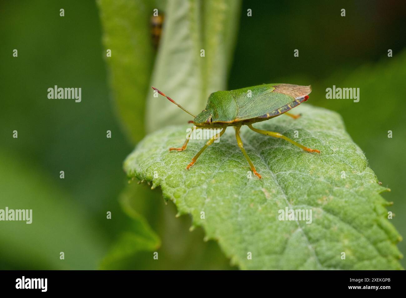 Shieldbug hi-res stock photography and images - Alamy