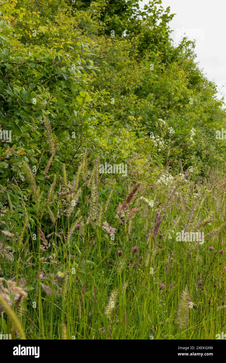 Summer hedgerow flowers hi-res stock photography and images - Alamy