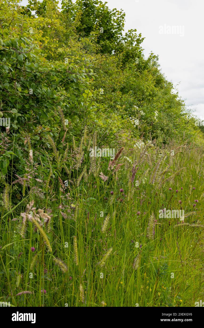 Summer hedgerow flowers hi-res stock photography and images - Alamy