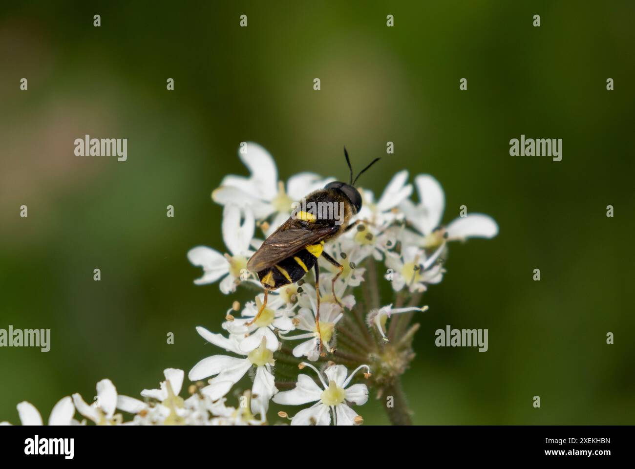 Banded General soldier fly on cow parsley Stock Photo - Alamy