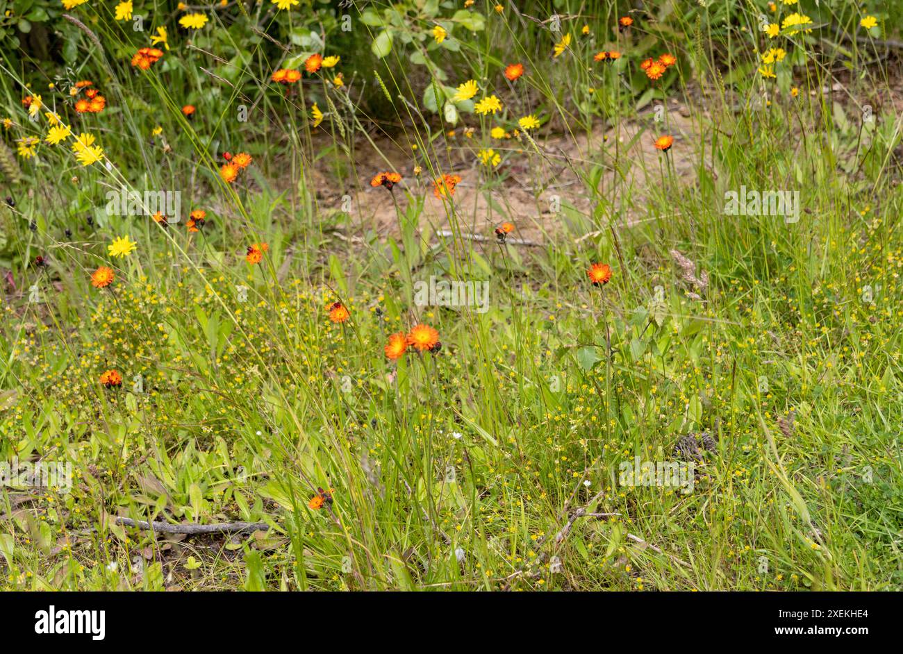 Fox flowers hi-res stock photography and images - Alamy
