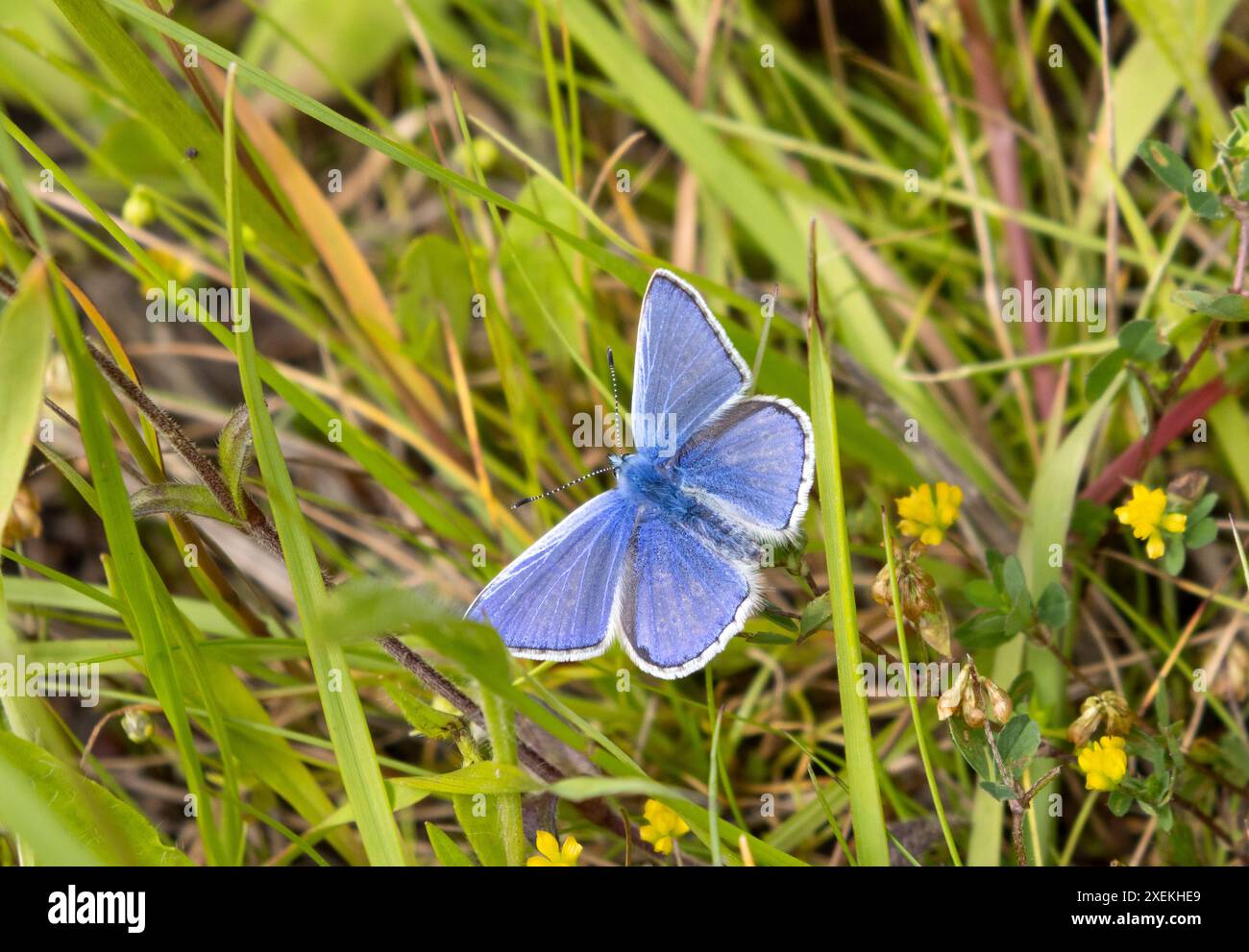 Common Blue butterfly on grass Stock Photo - Alamy